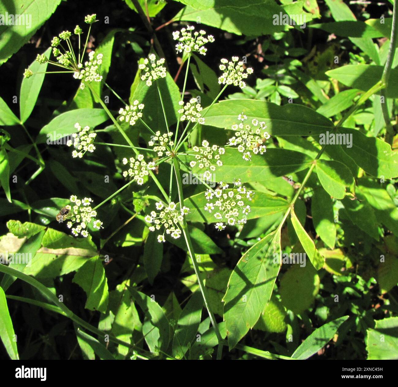 Oxypolis rigidior hi-res stock photography and images - Alamy