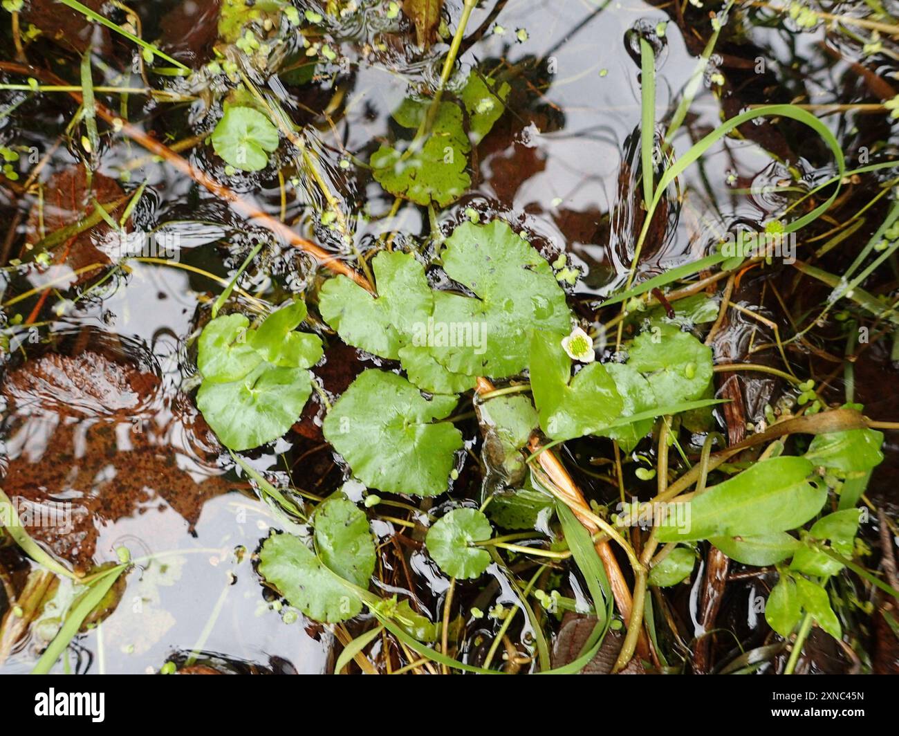 Floating Marsh-marigold (Caltha natans) Plantae Stock Photo - Alamy