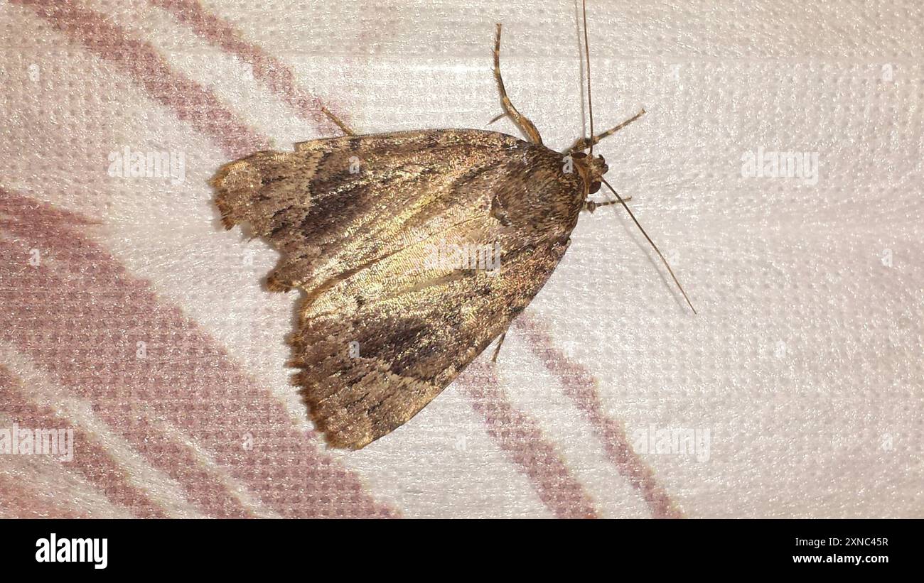 American Copper Underwing (Amphipyra pyramidoides) Insecta Stock Photo ...