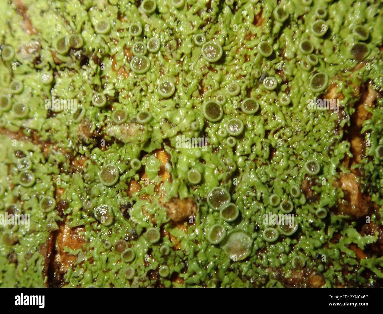 Smooth Shadow-crust Lichen (Hyperphyscia syncolla) Fungi Stock Photo ...