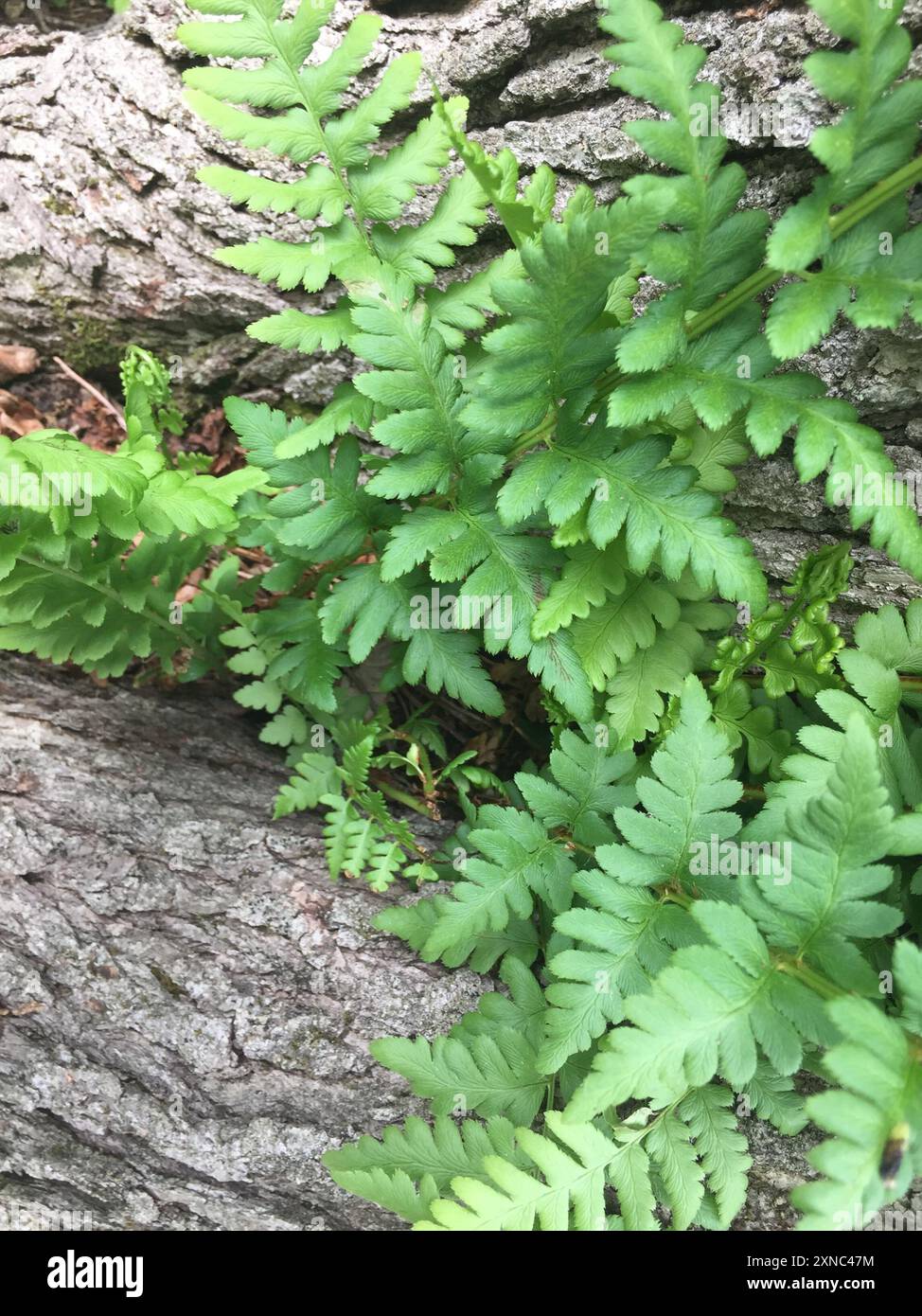 crested wood fern (Dryopteris cristata) Plantae Stock Photo - Alamy