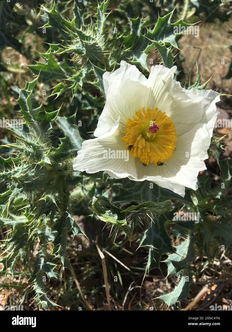 prickly poppies (Argemone) Plantae Stock Photo - Alamy