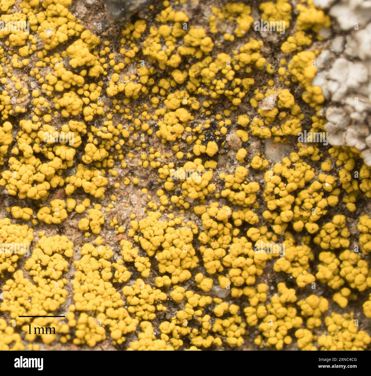 Goldspeck Lichens (Candelariella) Fungi Stock Photo - Alamy