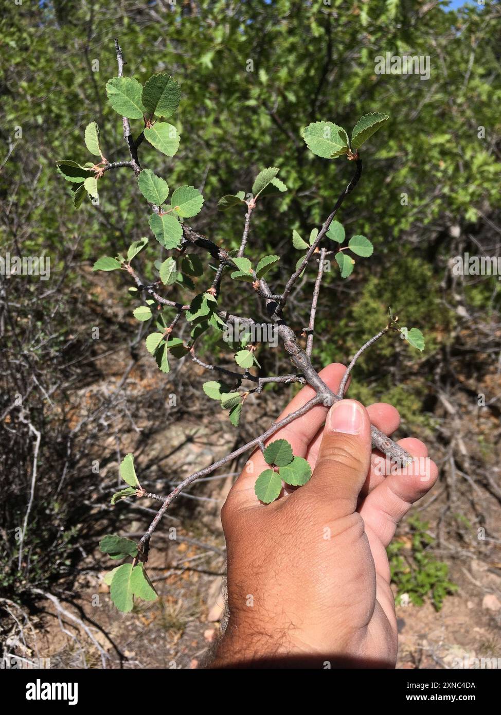 Utah Serviceberry (Amelanchier utahensis) Plantae Stock Photo - Alamy