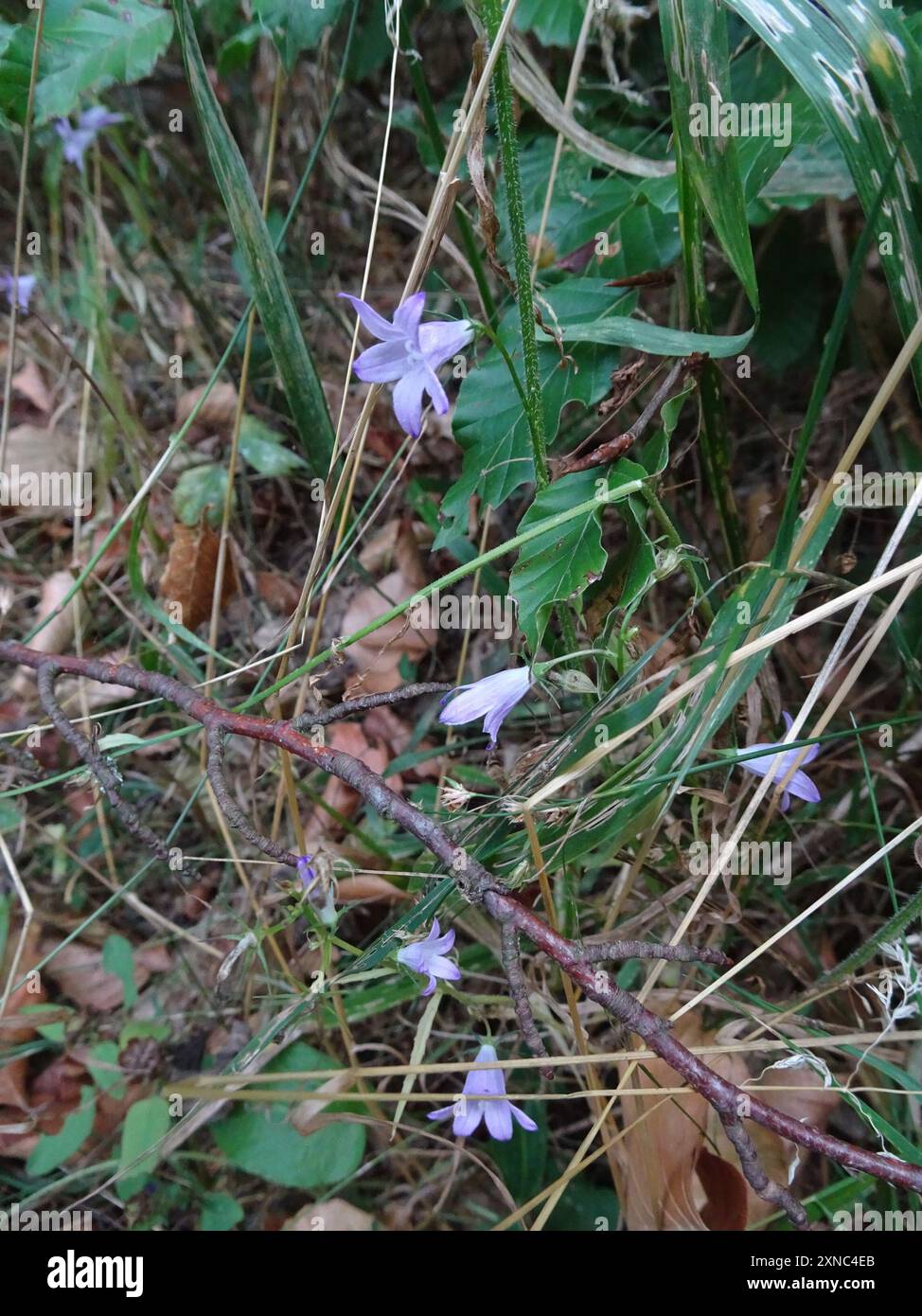 Rampion (Campanula rapunculus) Plantae Stock Photo - Alamy