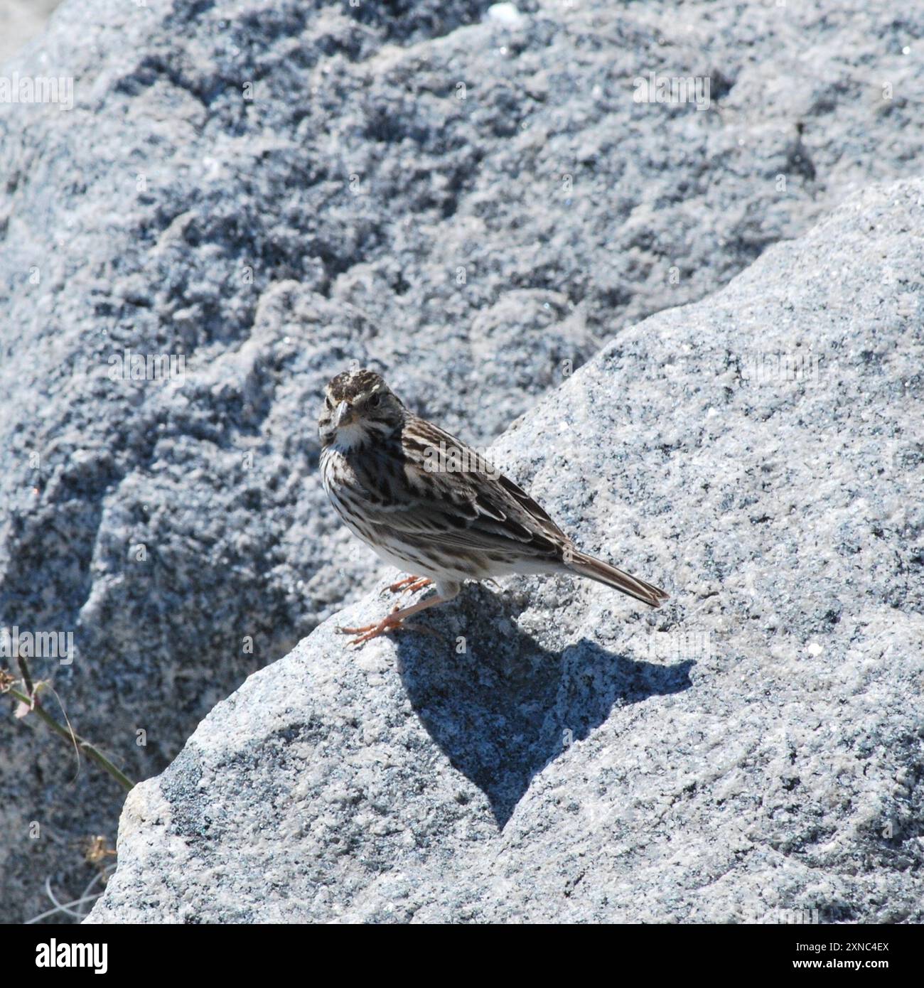 Savannah Sparrow (Passerculus sandwichensis) Aves Stock Photo - Alamy
