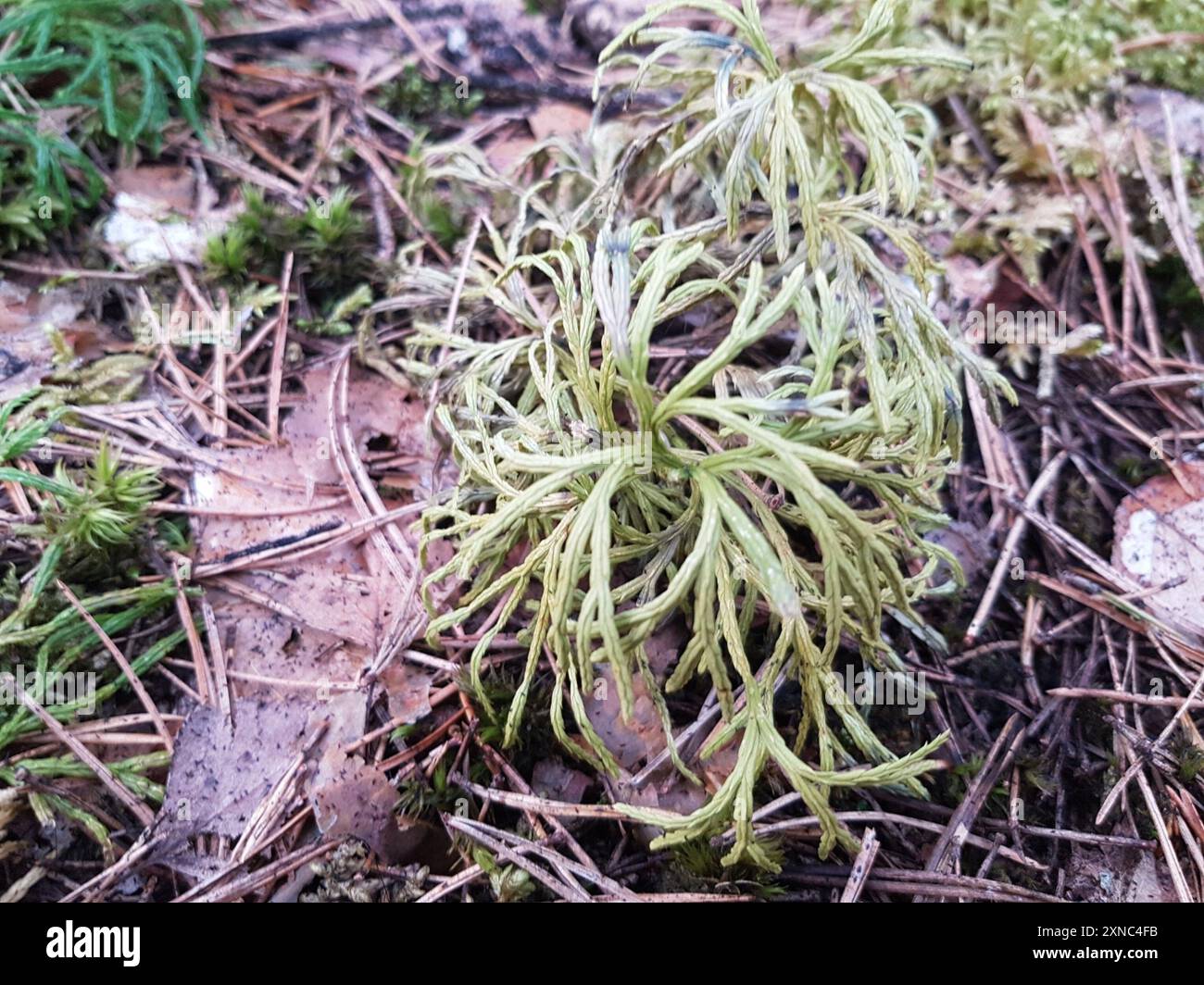 northern ground-cedar (Diphasiastrum complanatum) Plantae Stock Photo ...