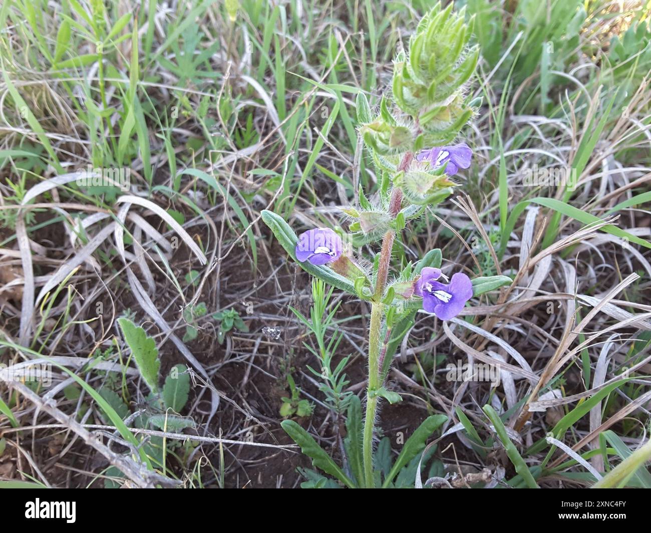 Texas Sage (Salvia texana) Plantae Stock Photo - Alamy
