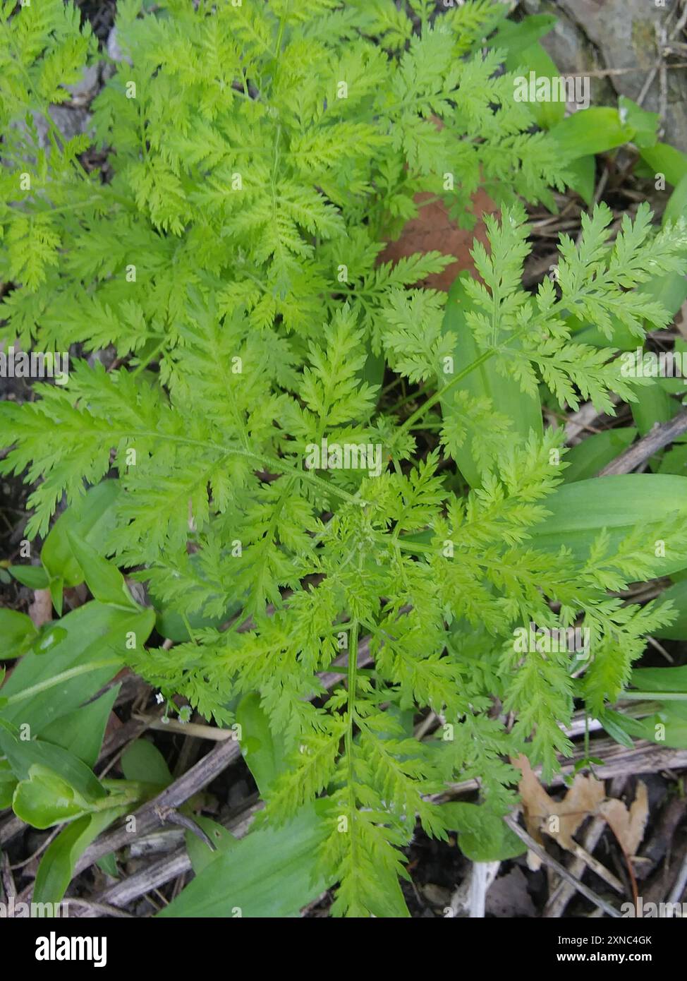 sweet annie (Artemisia annua) Plantae Stock Photo - Alamy