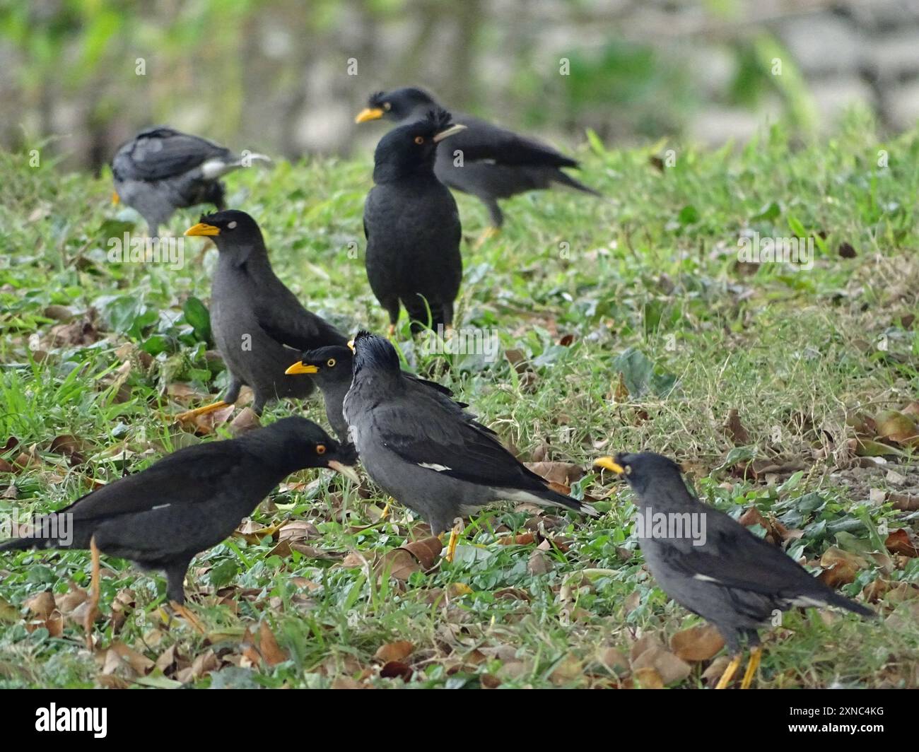 Javan Myna (Acridotheres javanicus) Aves Stock Photo - Alamy