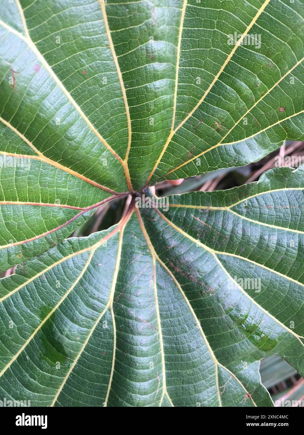 Dipteris fern hi-res stock photography and images - Alamy