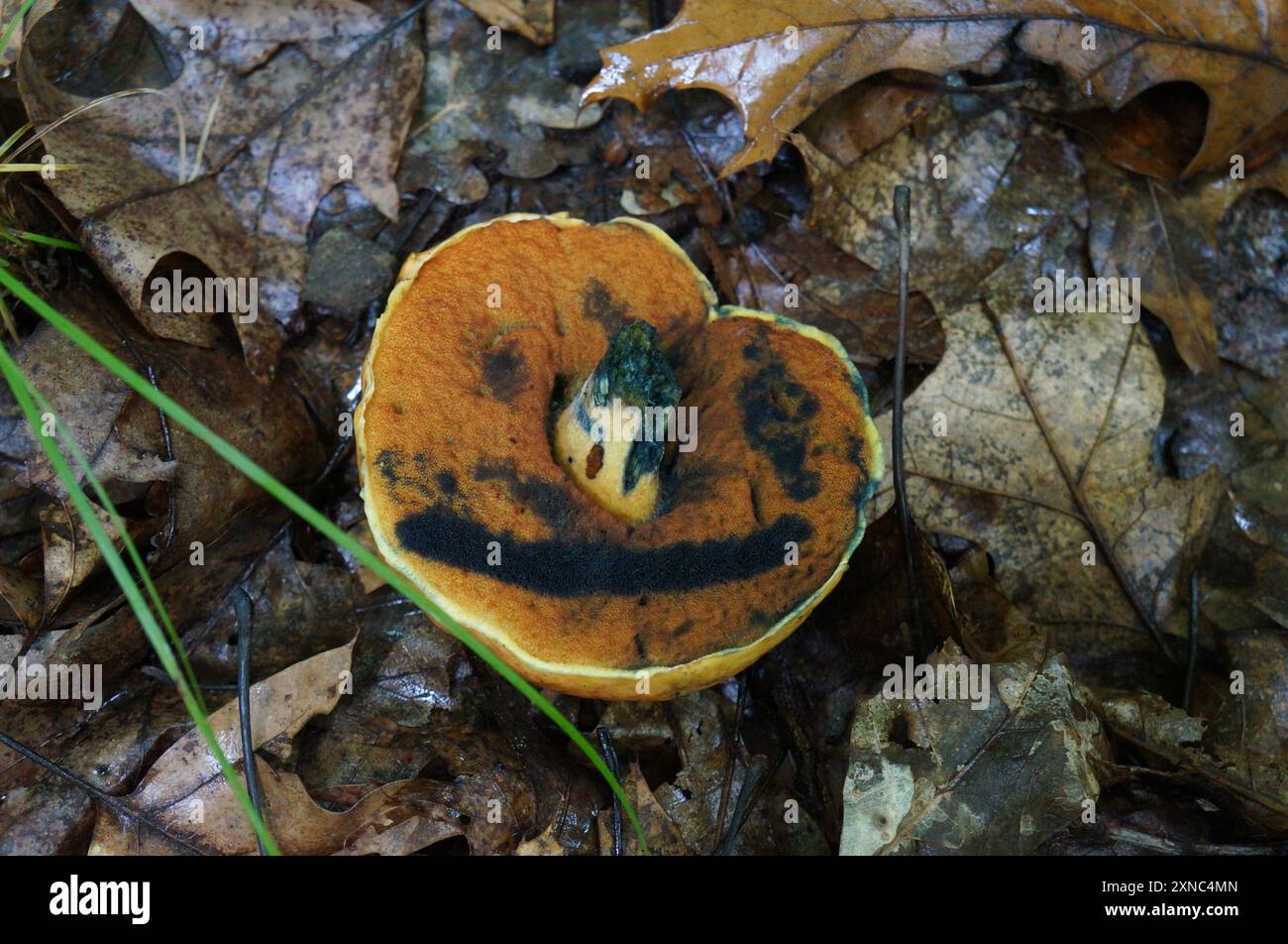 Red-mouth Bolete (Boletus subvelutipes) Fungi Stock Photo - Alamy