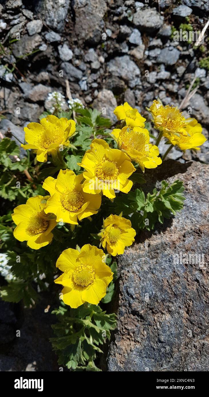 Geum reptans hi-res stock photography and images - Alamy