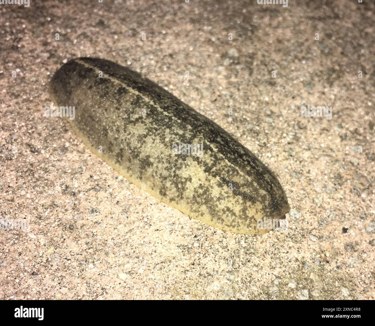 Florida Leatherleaf Slug (Leidyula floridana) Mollusca Stock Photo - Alamy