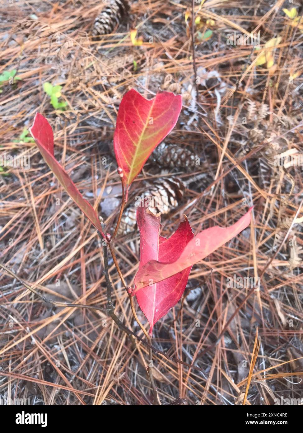 staggerbush (Lyonia mariana) Plantae Stock Photo - Alamy