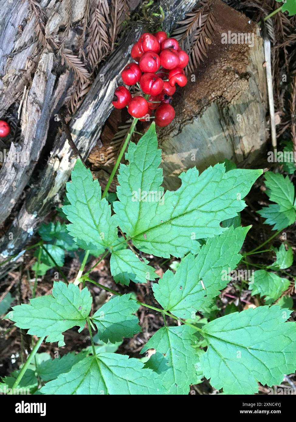 red baneberry (Actaea rubra) Plantae Stock Photo - Alamy
