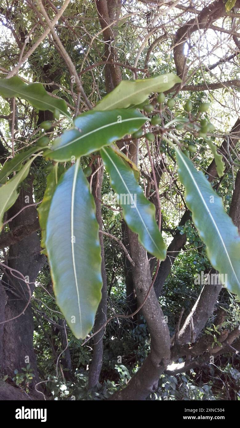 tarata (Pittosporum eugenioides) Plantae Stock Photo - Alamy
