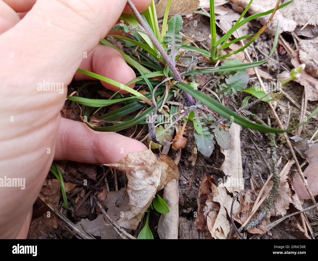 Sand Rock-cress (Arabidopsis arenosa) Plantae Stock Photo - Alamy
