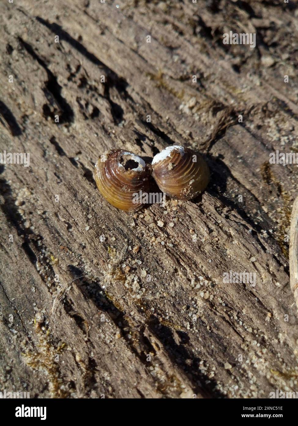 Asian Clam (Corbicula fluminea) Mollusca Stock Photo - Alamy