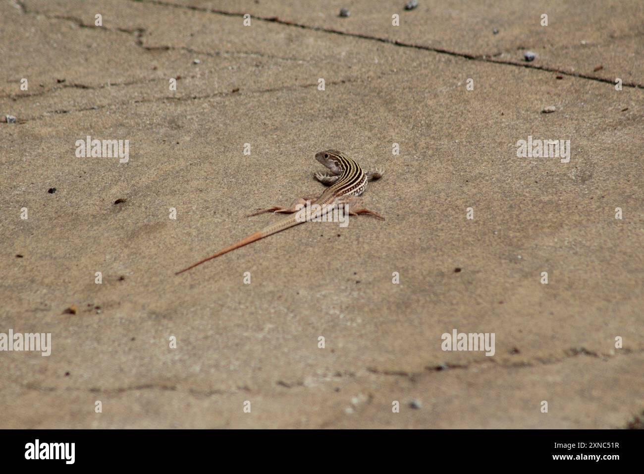 Common Spotted Whiptail (Aspidoscelis gularis) Reptilia Stock Photo - Alamy