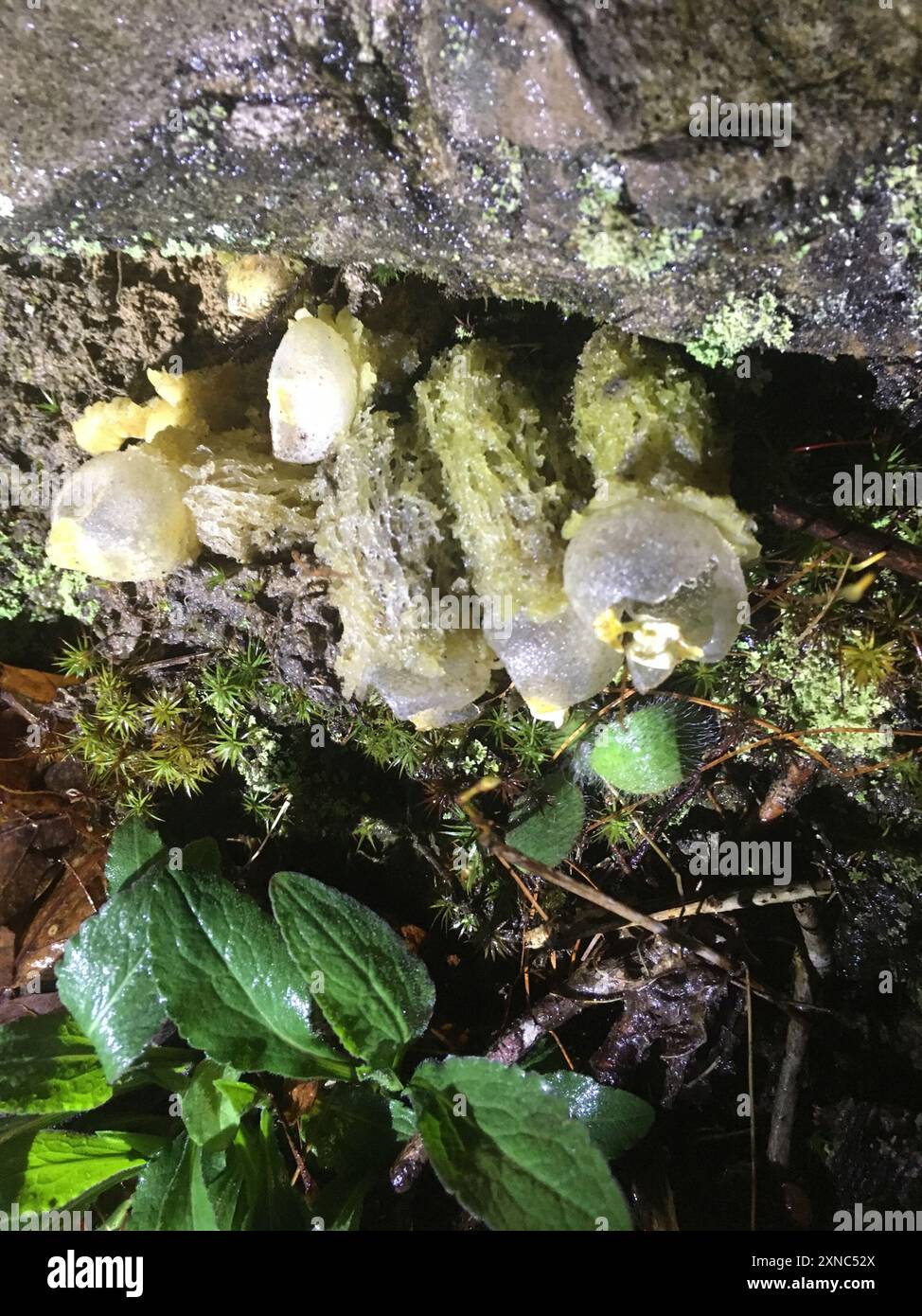 Calostoma hi-res stock photography and images - Alamy