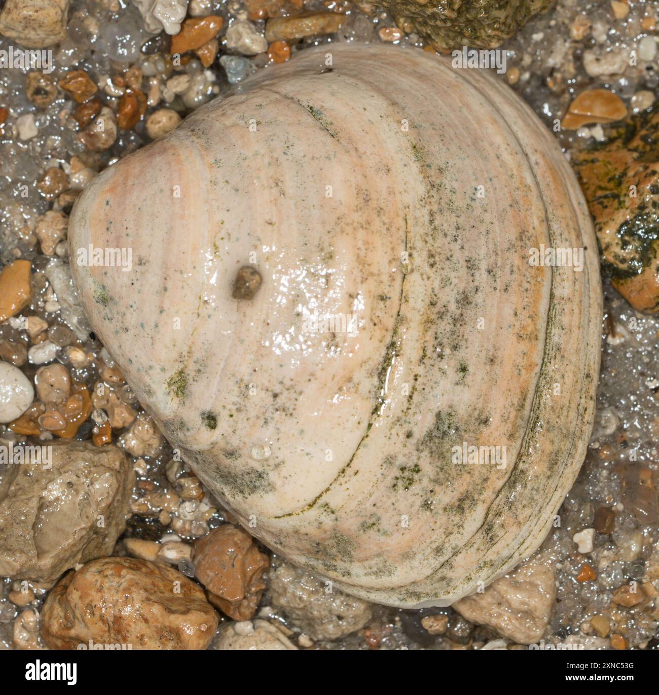 Atlantic Rangia (Rangia cuneata) Mollusca Stock Photo - Alamy