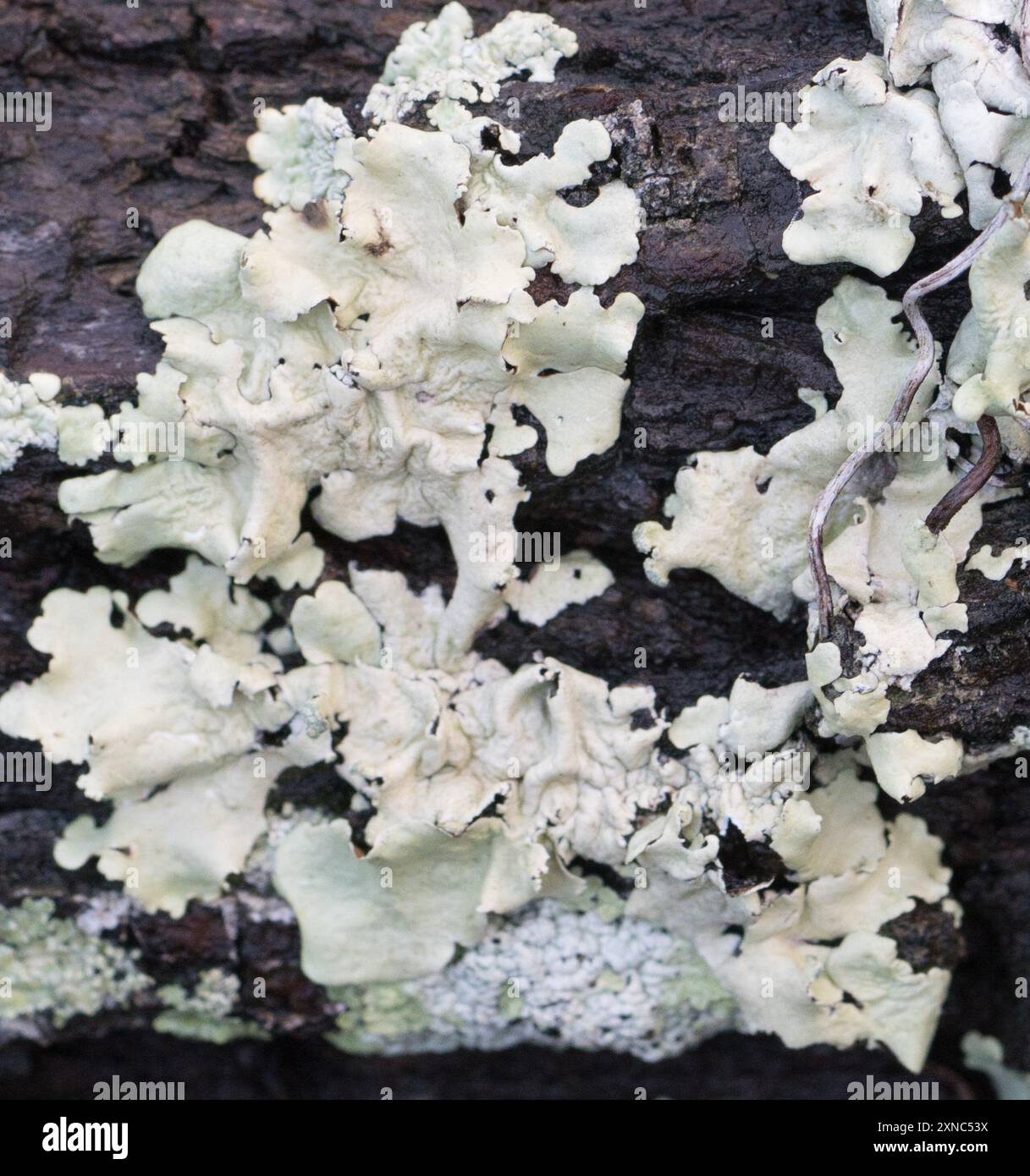 typical shield lichens (Parmelioideae) Fungi Stock Photo - Alamy