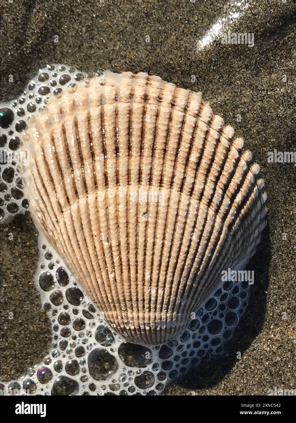 Clinocardium hi-res stock photography and images - Alamy