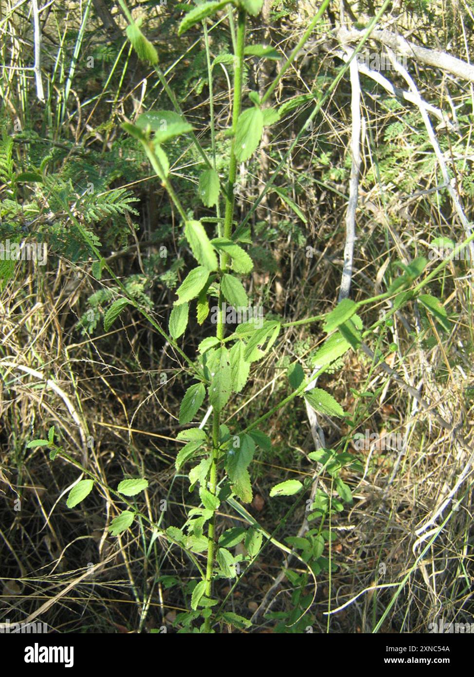 Hibiscus micranthus hi-res stock photography and images - Alamy