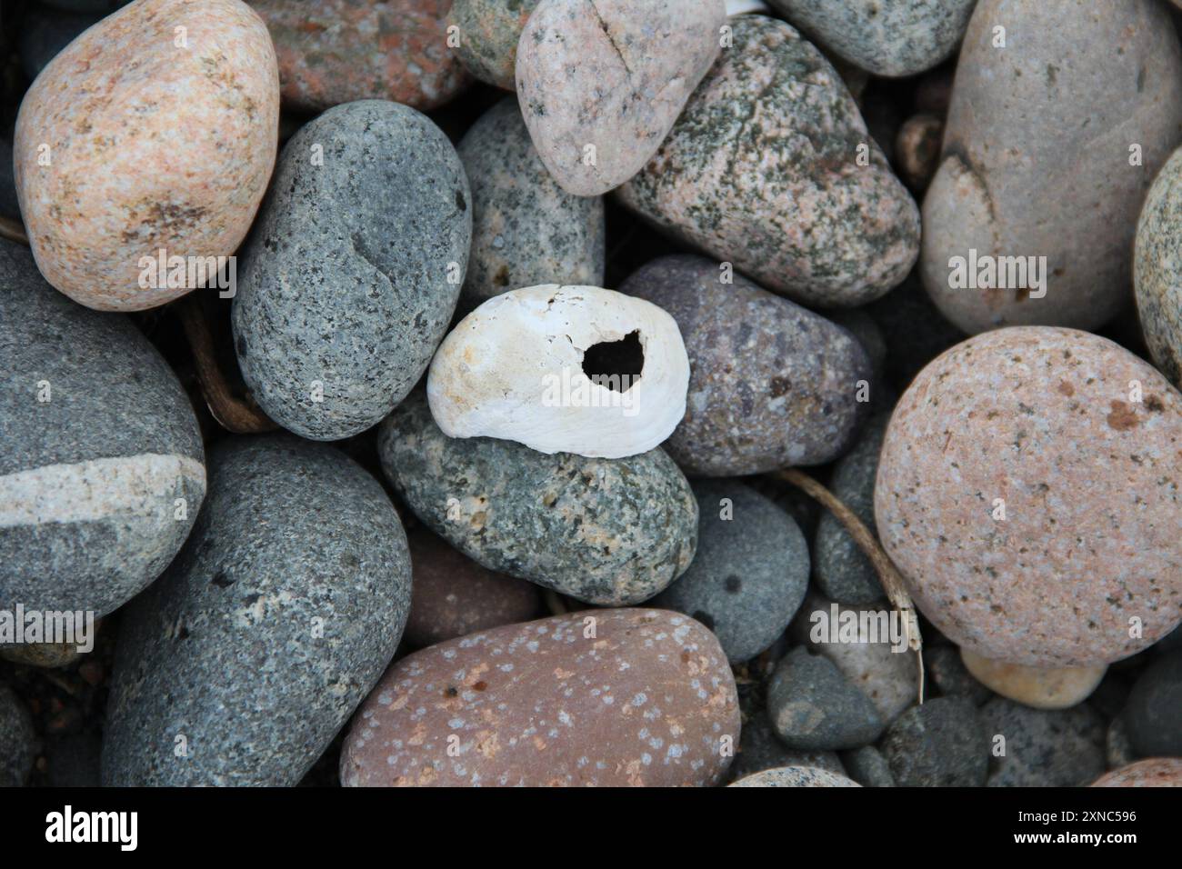 Common Atlantic Slippersnail (Crepidula fornicata) Mollusca Stock Photo ...