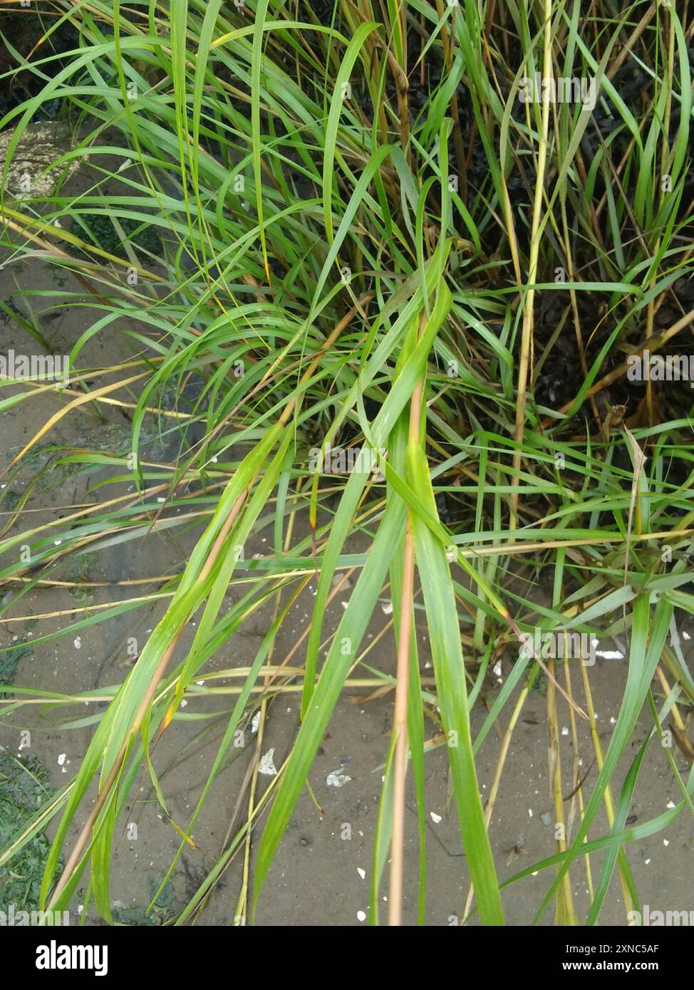 Saltmarsh Cordgrass (Sporobolus alterniflorus) Plantae Stock Photo - Alamy