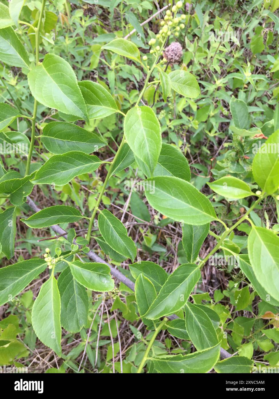 American bittersweet (Celastrus scandens) Plantae Stock Photo - Alamy