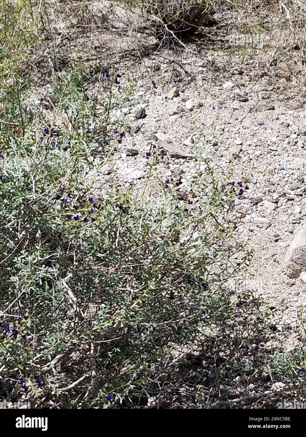 Zebra-tailed Lizard (Callisaurus draconoides) Reptilia Stock Photo - Alamy