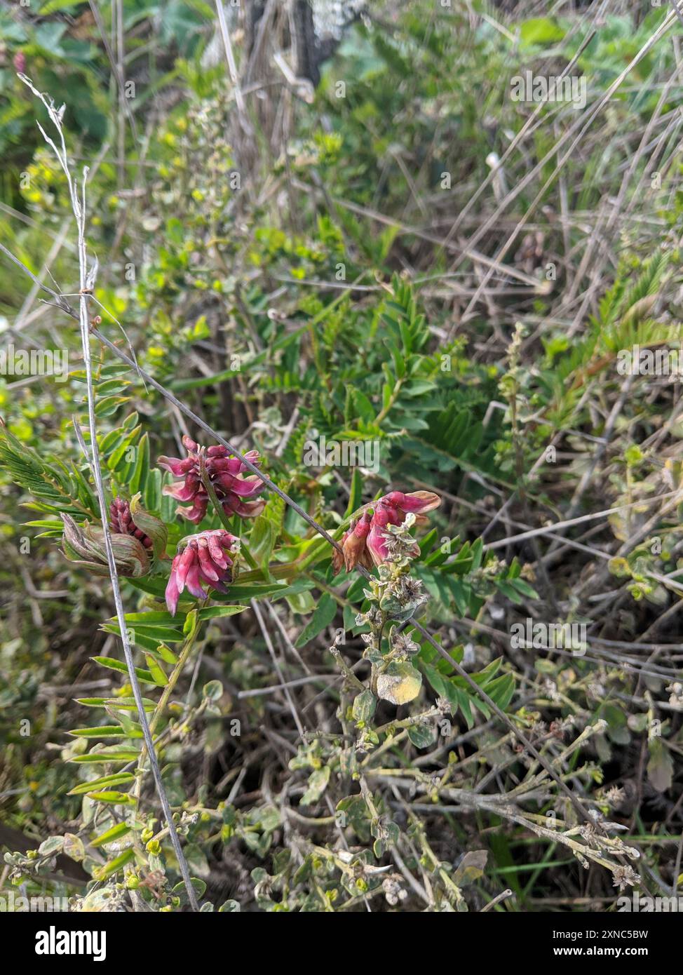 giant vetch (Vicia gigantea) Plantae Stock Photo - Alamy