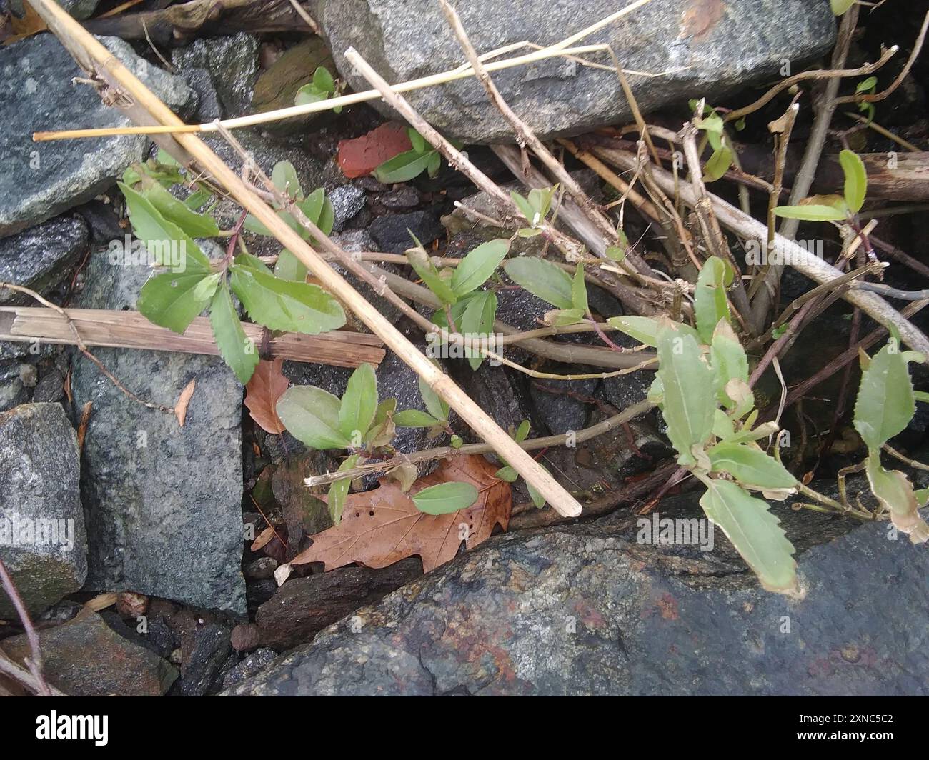 marsh elder (Iva frutescens) Plantae Stock Photo - Alamy