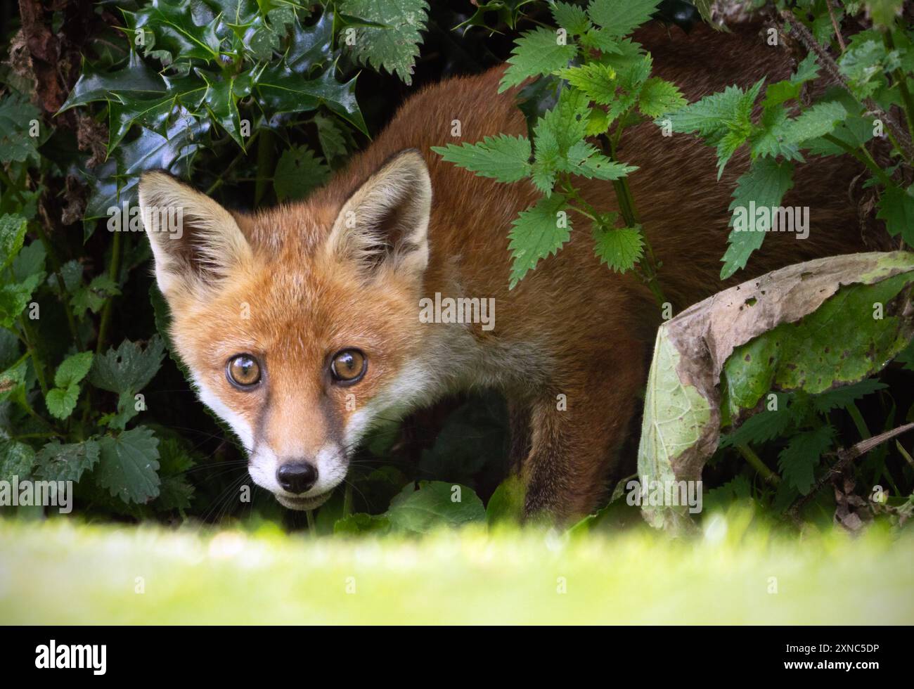 A young Red Fox (Vulpes vulpes) emerges warily from the undergrowth ...