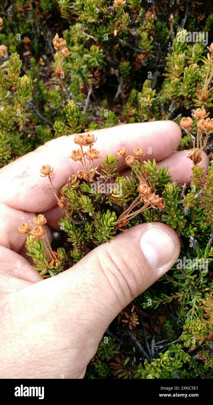 Yellow Mountain-heath (Phyllodoce glanduliflora) Plantae Stock Photo ...