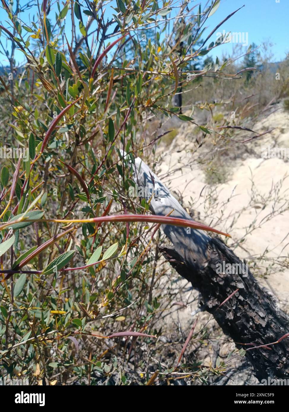 Bush Poppy (Dendromecon rigida) Plantae Stock Photo - Alamy