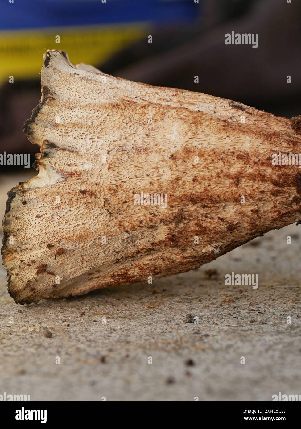 Blushing Rosette (Abortiporus biennis) Fungi Stock Photo - Alamy