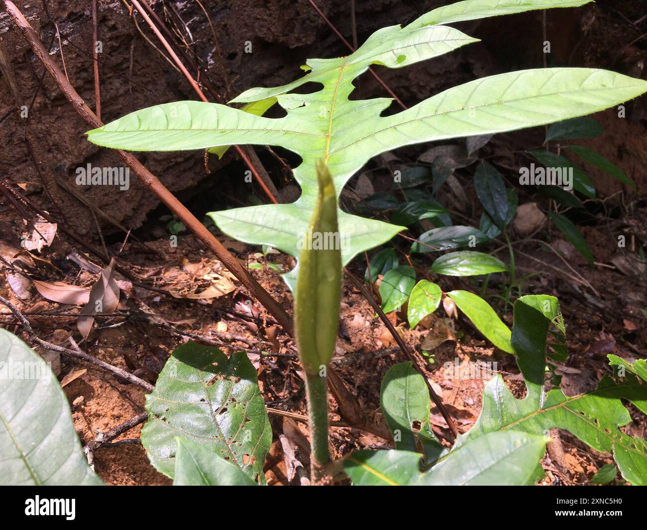 Terap (Artocarpus elasticus) Plantae Stock Photo - Alamy