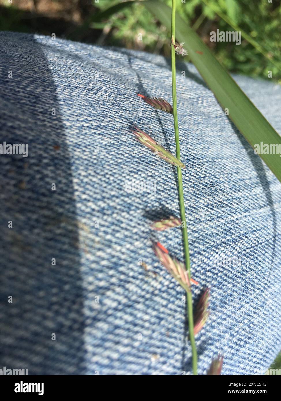 Sideoats Grama (Bouteloua curtipendula) Plantae Stock Photo - Alamy