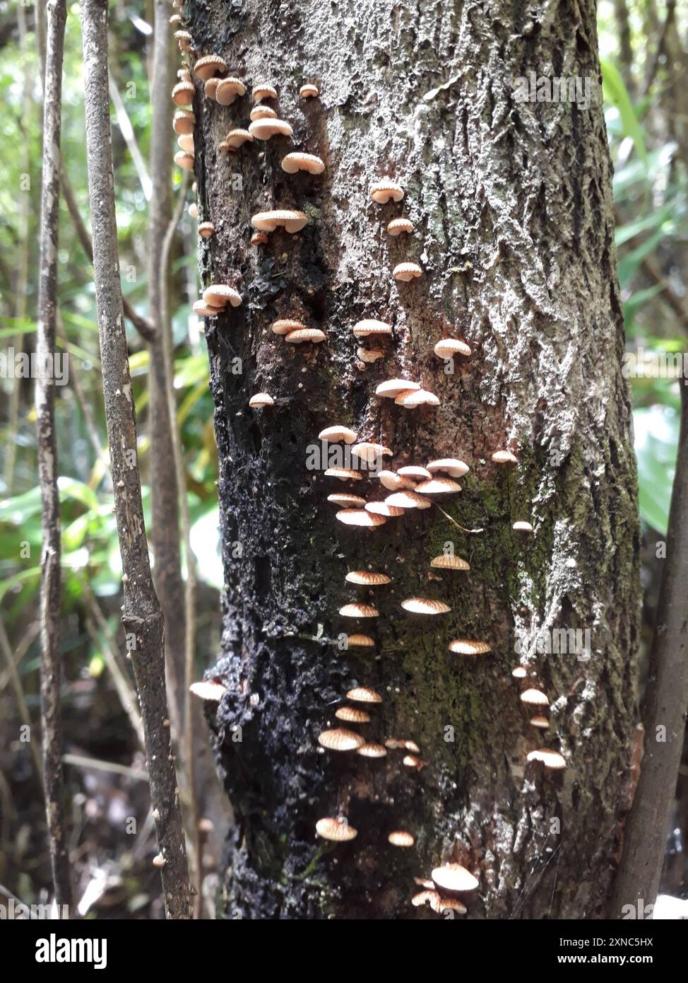 (Chaetocalathus cocciformis) Fungi Stock Photo - Alamy