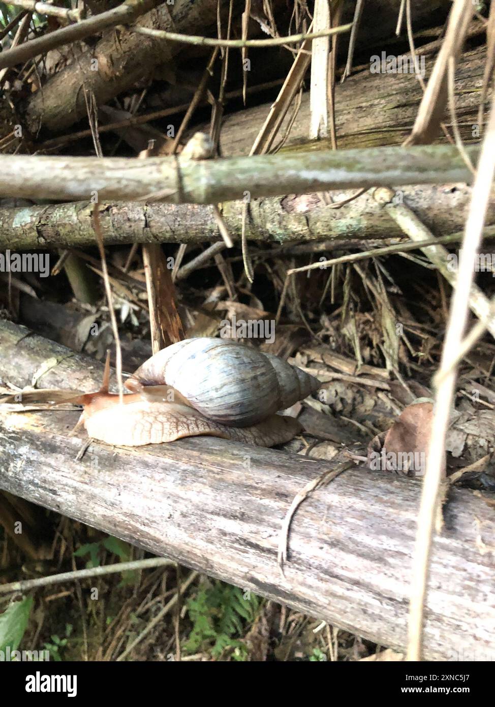 Giant Blonde Snail (Lissachatina immaculata) Mollusca Stock Photo - Alamy