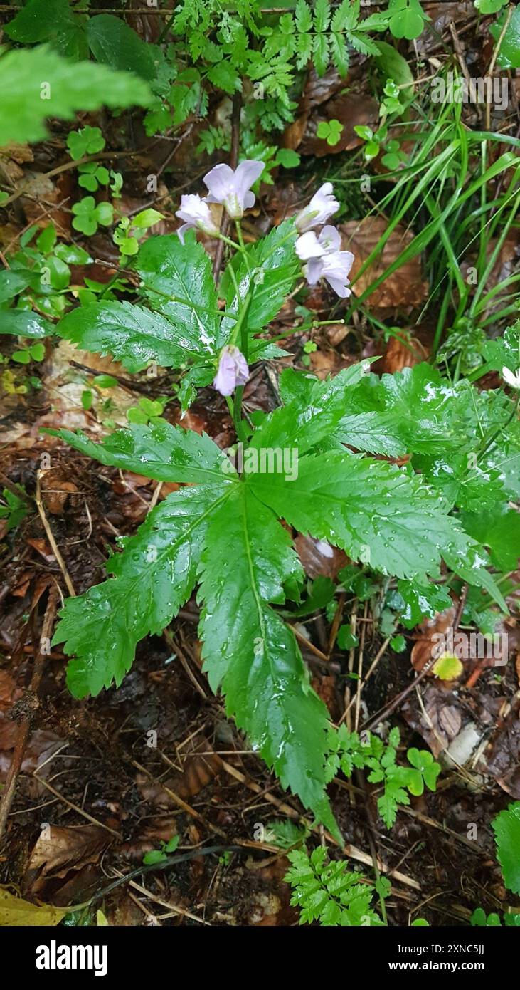Five-leaflet Bittercress (Cardamine pentaphyllos) Plantae Stock Photo ...