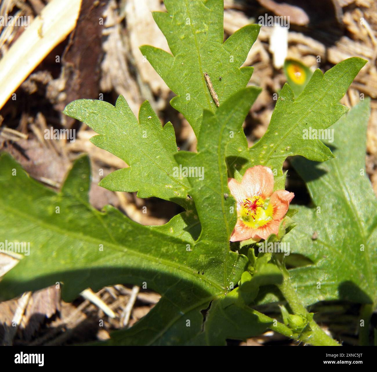Carolina Bristlemallow (Modiola caroliniana) Plantae Stock Photo - Alamy