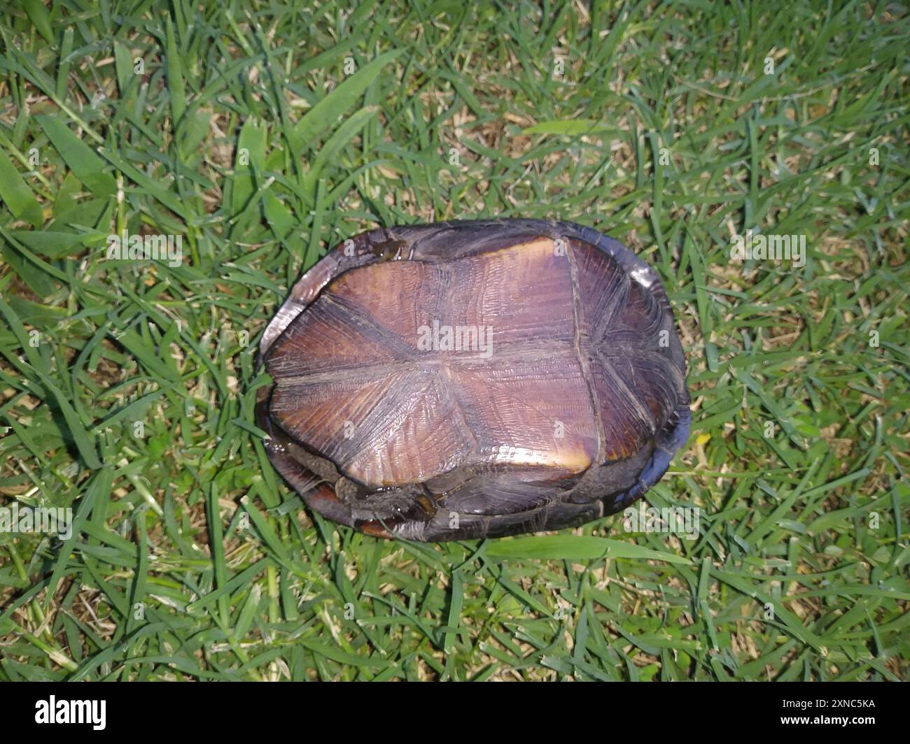 Eastern Mud Turtle (Kinosternon subrubrum) Reptilia Stock Photo - Alamy