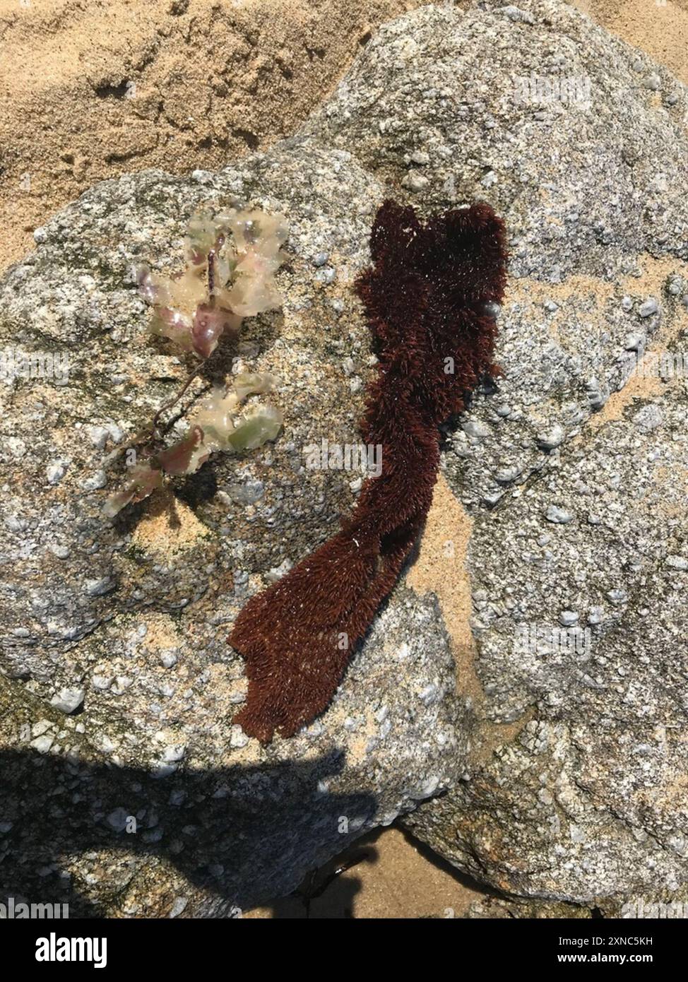 red algae (Rhodophyta) Plantae Stock Photo - Alamy