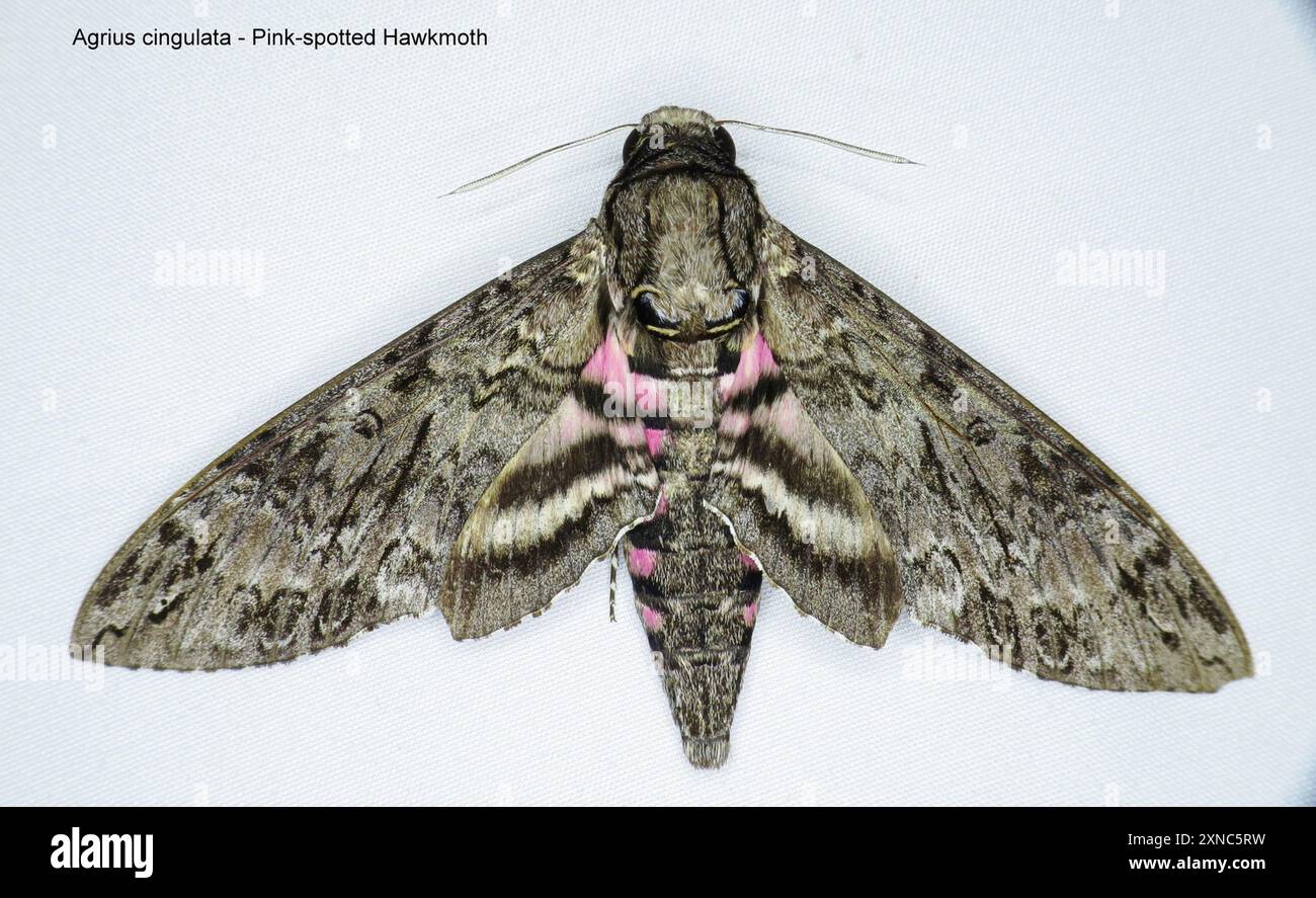 Pink-spotted Hawkmoth (Agrius cingulata) Insecta Stock Photo - Alamy