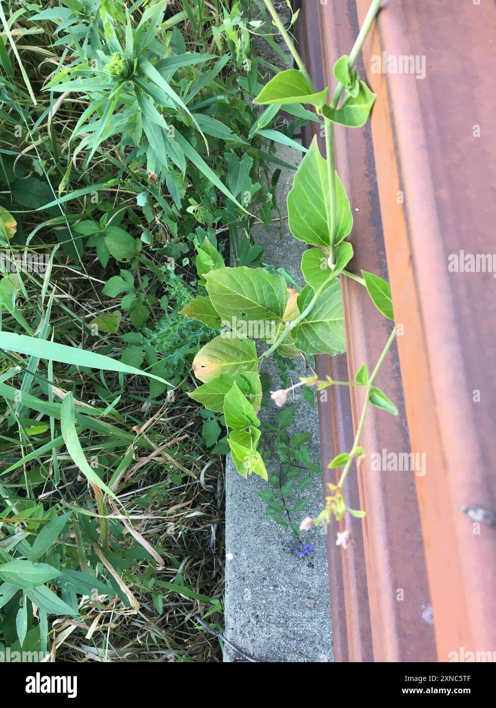 Wild Four o'Clock (Mirabilis nyctaginea) Plantae Stock Photo - Alamy