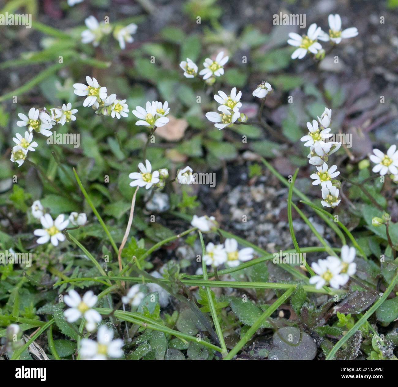Common Whitlowgrass (Draba verna) Plantae Stock Photo - Alamy